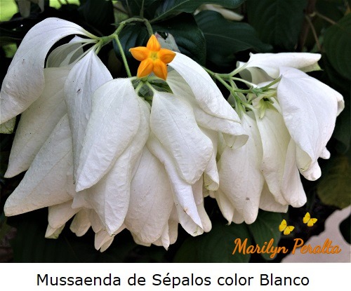 Mussaenda – Arboles y Flores en República Dominicana