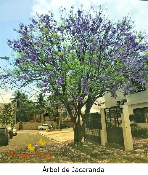 Árbol de Jacaranda – Arboles y Flores en República Dominicana