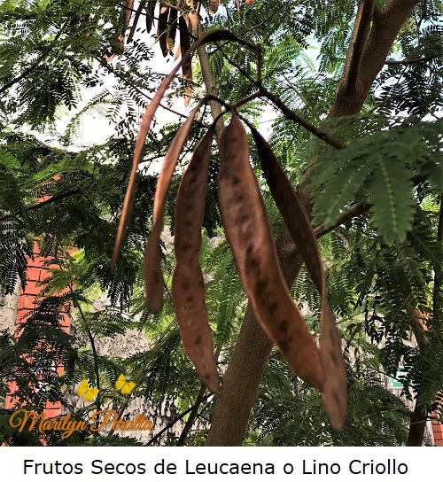 Leucaena o Lino Criollo – Arboles y Flores en República Dominicana