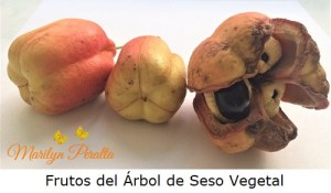 Árbol de Seso Vegetal – Arboles y Flores en República Dominicana