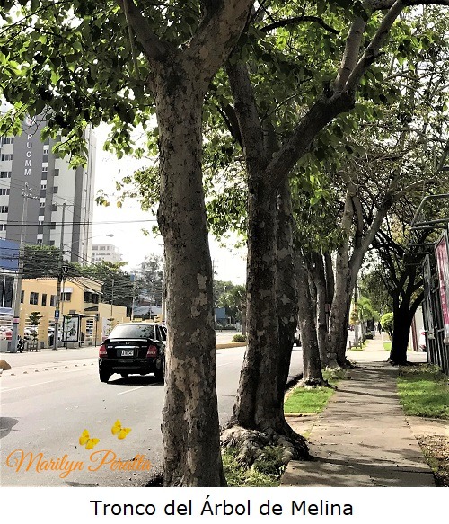 Árbol de Melina – Arboles y Flores en República Dominicana
