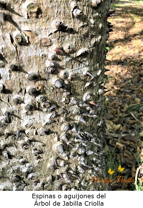 Árbol de Jabilla Criolla – Arboles y Flores en República Dominicana