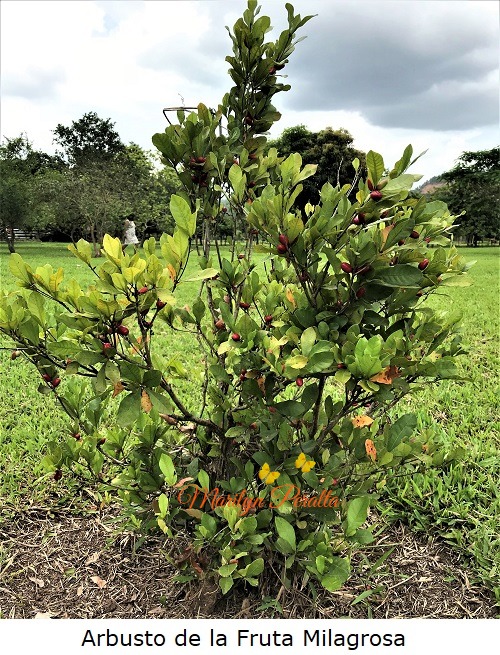 Fruta Milagrosa – Arboles y Flores en República Dominicana