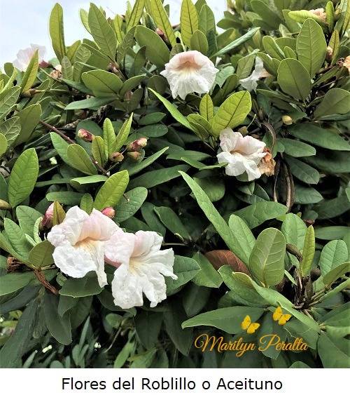 Roblillo o Aceituno – Arboles y Flores en República Dominicana