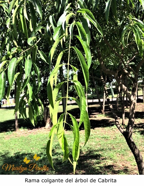Árbol de Cabrita o Cabra – Arboles y Flores en República Dominicana