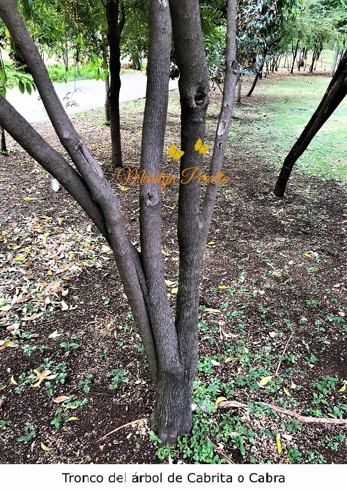Árbol de Cabrita o Cabra – Arboles y Flores en República Dominicana