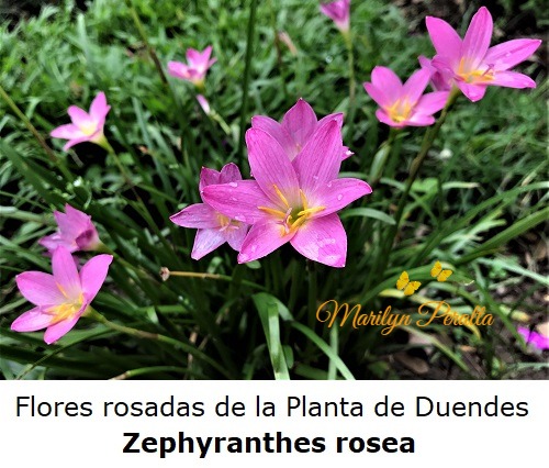 Flores rosadas de la Planta de Duendes – Arboles y Flores en República ...