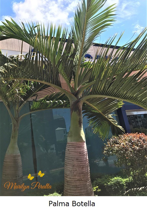 Palma Botella – Arboles y Flores en República Dominicana