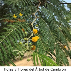 Árbol de Cambrón – Arboles y Flores en República Dominicana
