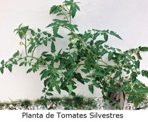 Tomates Silvestres – Arboles y Flores en República Dominicana