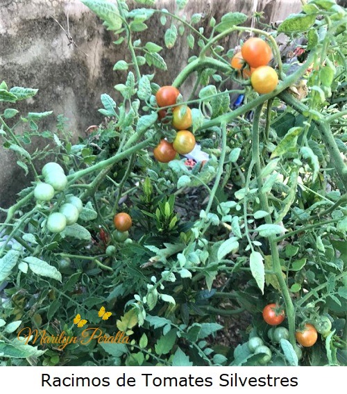 Tomates Silvestres – Arboles y Flores en República Dominicana