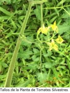 Tomates Silvestres – Arboles y Flores en República Dominicana