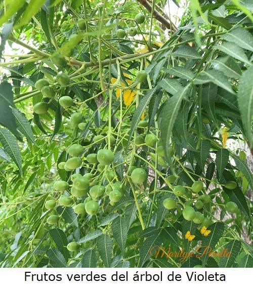 Árbol de Violeta – Arboles y Flores en República Dominicana