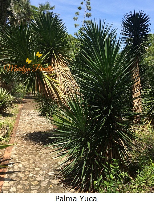 Palma Yuca o Jericó – Arboles y Flores en República Dominicana