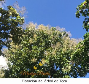Árbol de Teca – Arboles y Flores en República Dominicana