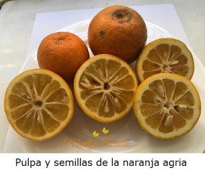 Naranja agria – Arboles y Flores en República Dominicana