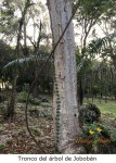 Árbol de Jobobán – Arboles y Flores en República Dominicana