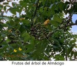 Árbol de Almácigo – Arboles y Flores en República Dominicana