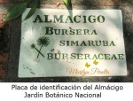 Árbol de Almácigo – Arboles y Flores en República Dominicana