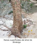 Árboles – Arboles y Flores en República Dominicana
