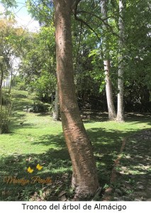 Árbol de Almácigo – Arboles y Flores en República Dominicana