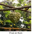 Arbusto de Anón – Arboles y Flores en República Dominicana
