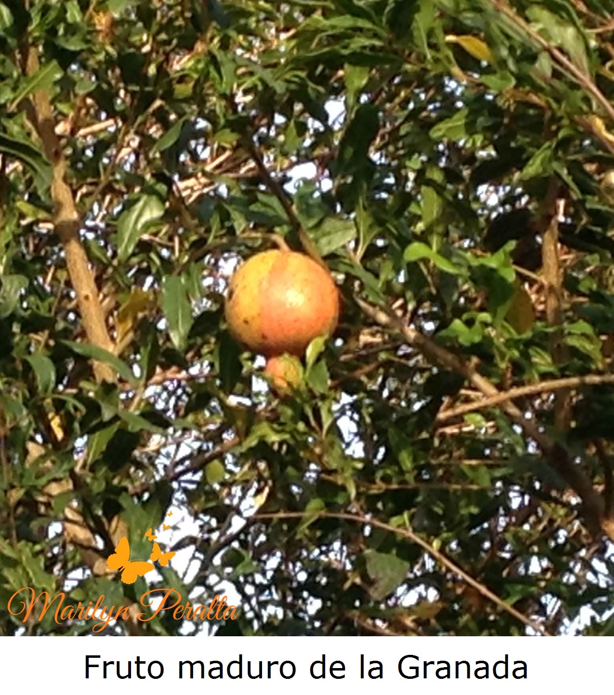 Frutas que se cultivan en República Dominicana – 2 – Arboles y Flores ...