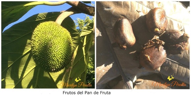 Frutas que se cultivan en República Dominicana – 3 – Arboles y Flores ...