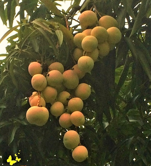 Frutas que se cultivan en República Dominicana – 3 – Arboles y Flores ...