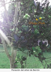 Árbol de Berrón o Malagueta – Arboles y Flores en República Dominicana