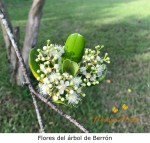 Árbol de Berrón o Malagueta – Arboles y Flores en República Dominicana