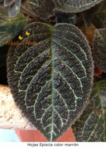 Episcia o Violeta llama – Arboles y Flores en República Dominicana