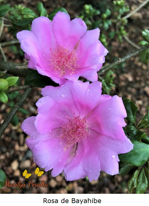Roble Rosado – Arboles y Flores en República Dominicana